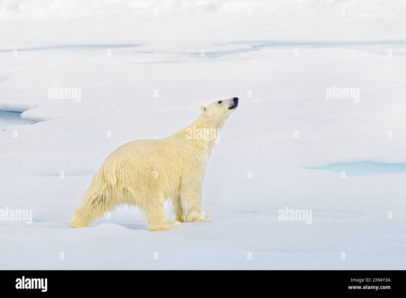 Reaching out, Polar bear on the Arctic ice shelf, Svalbard and Jan ...