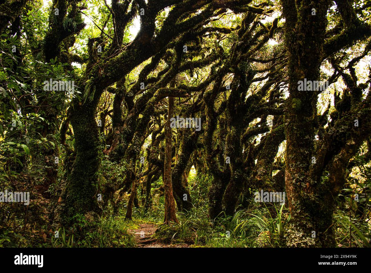 Tropical plants deep in a lush overgrown forest, Jungle of Mount ...