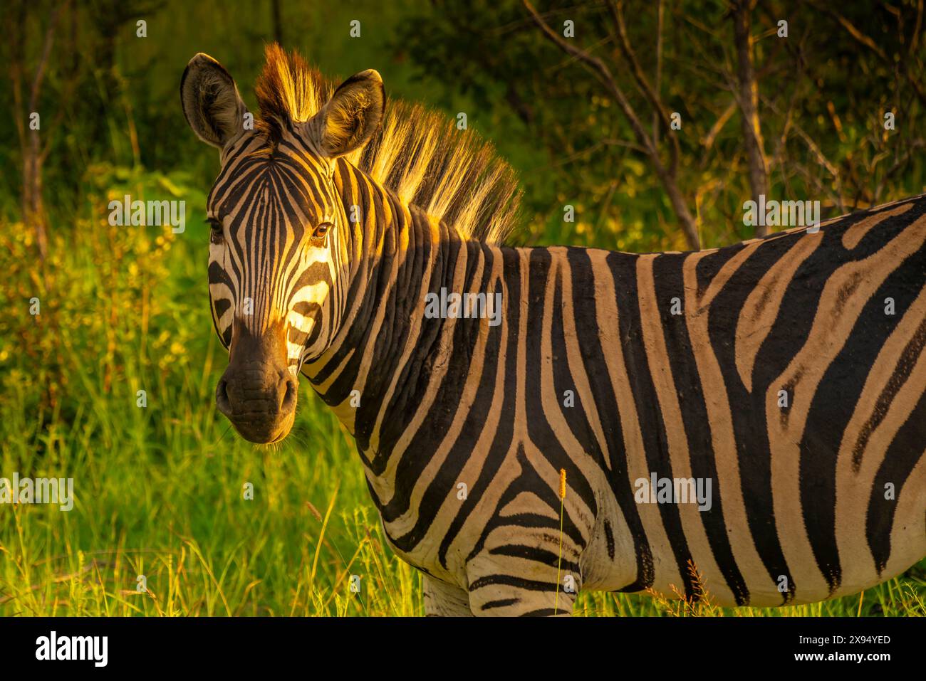 View of Zebra on game drive in Kruger National Park, South Africa ...