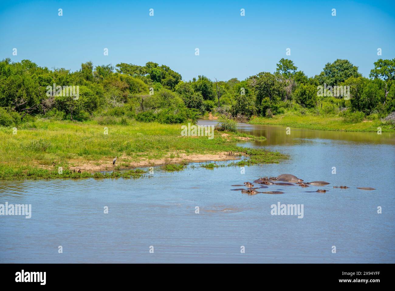 View of Hippopotamus (Hippopatamus amphibius), adult, in water, in ...