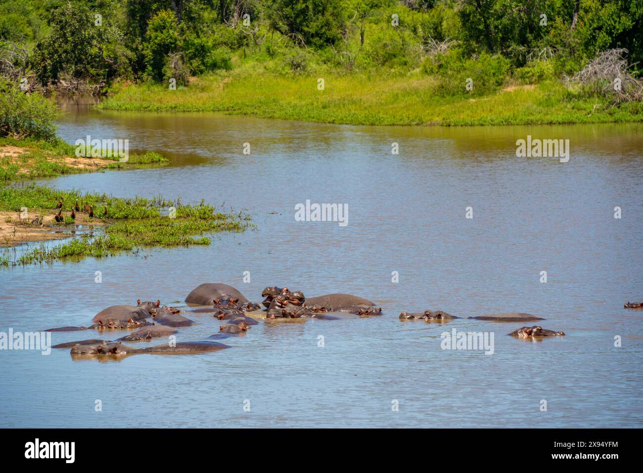 View of Hippopotamus (Hippopatamus amphibius), adult, in water, in ...