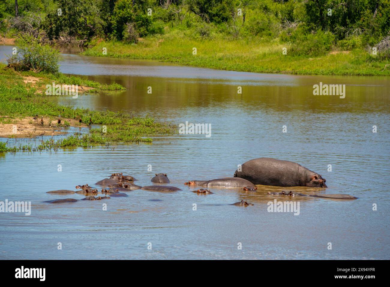View of Hippopotamus (Hippopatamus amphibius), adult, in water, in ...