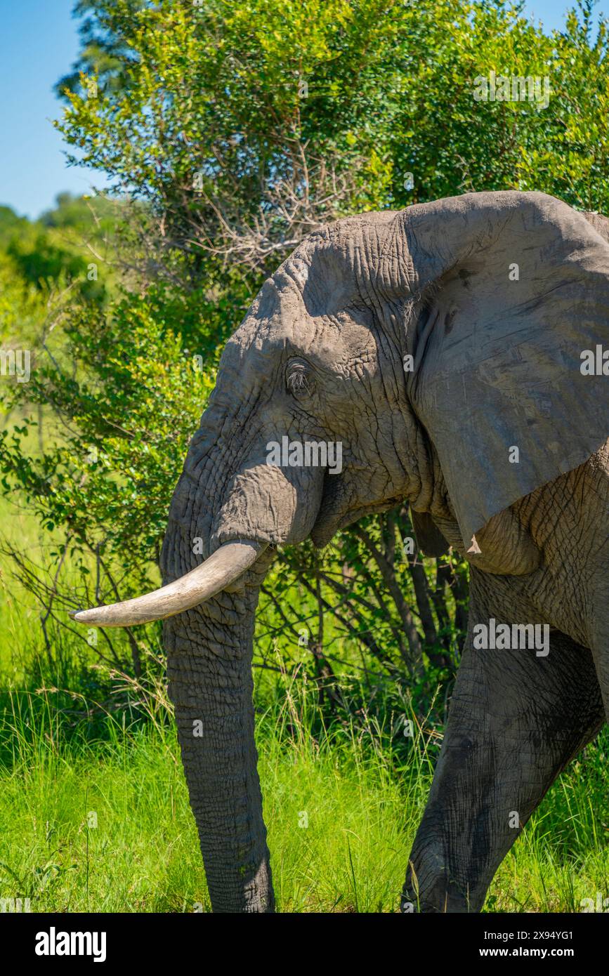 View of African elephant in its natural habitat, on game drive in ...