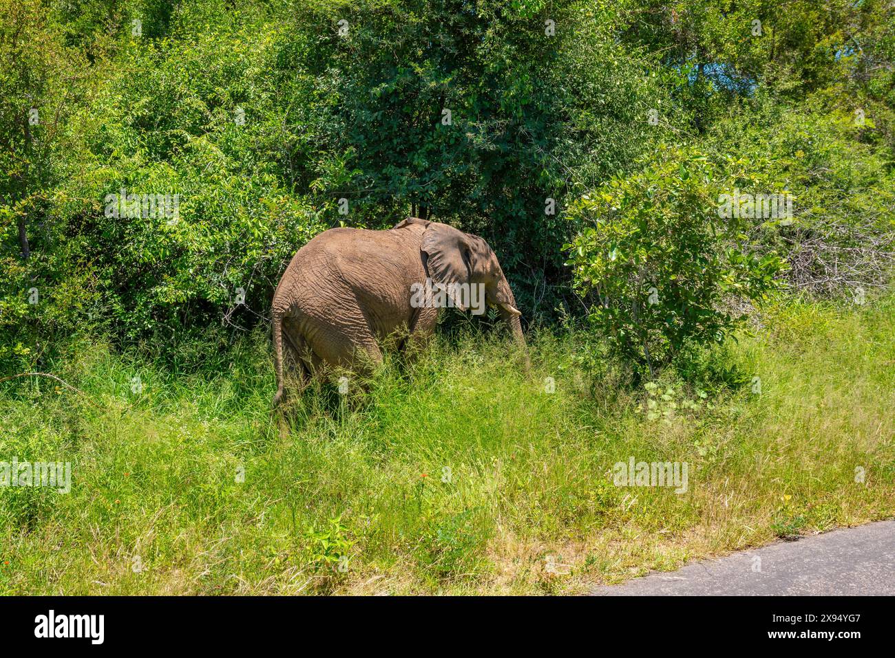 View of African elephant in its natural habitat, on game drive in ...