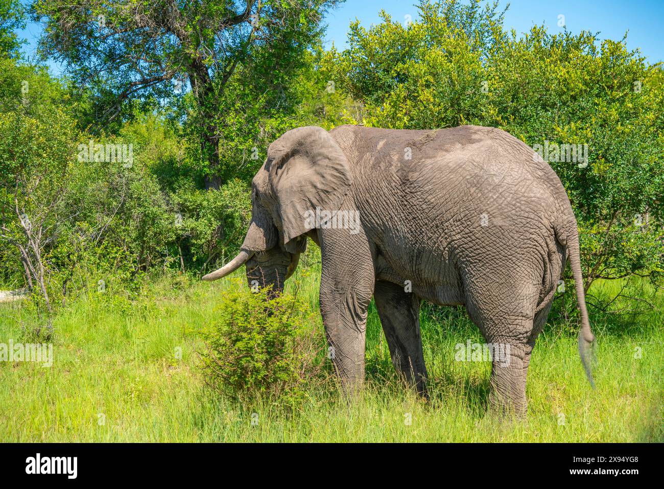 View of African elephant in its natural habitat, on game drive in ...