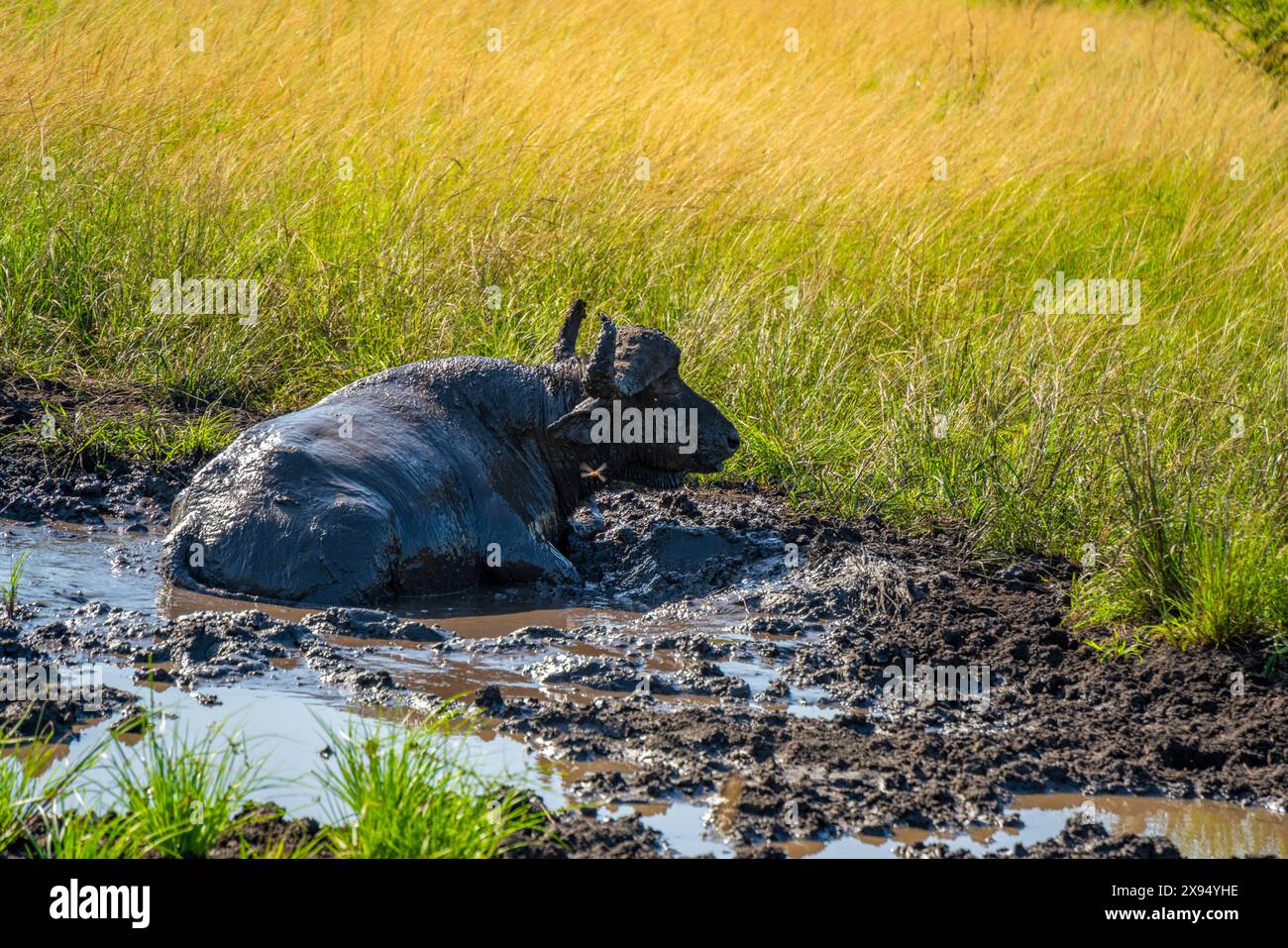 View of buffalo in Hluhluwe-Imfolozi Park (Umfolozi), the oldest nature ...