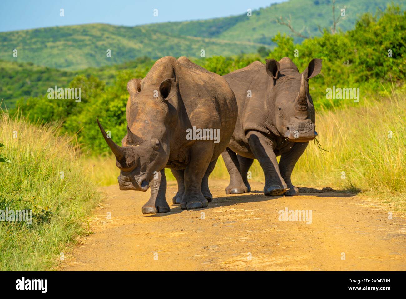 View of white rhinos in Hluhluwe-Imfolozi Park (Umfolozi), the oldest ...