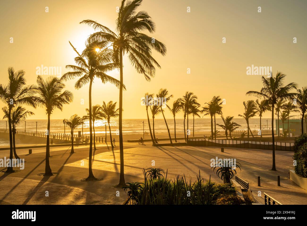 View of palm trees, promenade and Indian Ocean in background at sunrise ...