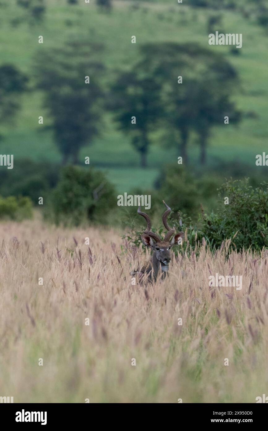 Lesser kudu (Tragelaphus imberbis), Tsavo, Kenya Stock Photo - Alamy