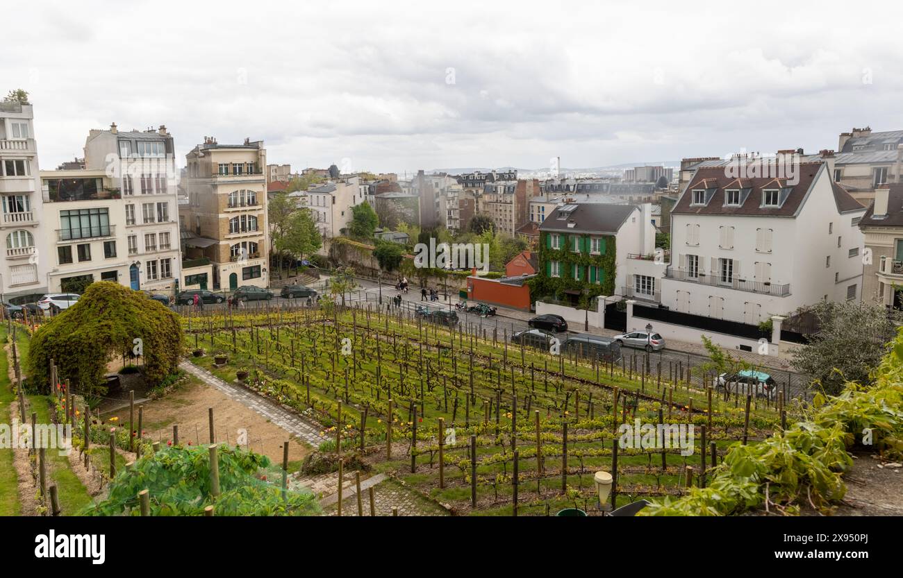 Paris, France, Apirl 20th 2024:- A view of the Montmartre Vineyard ...
