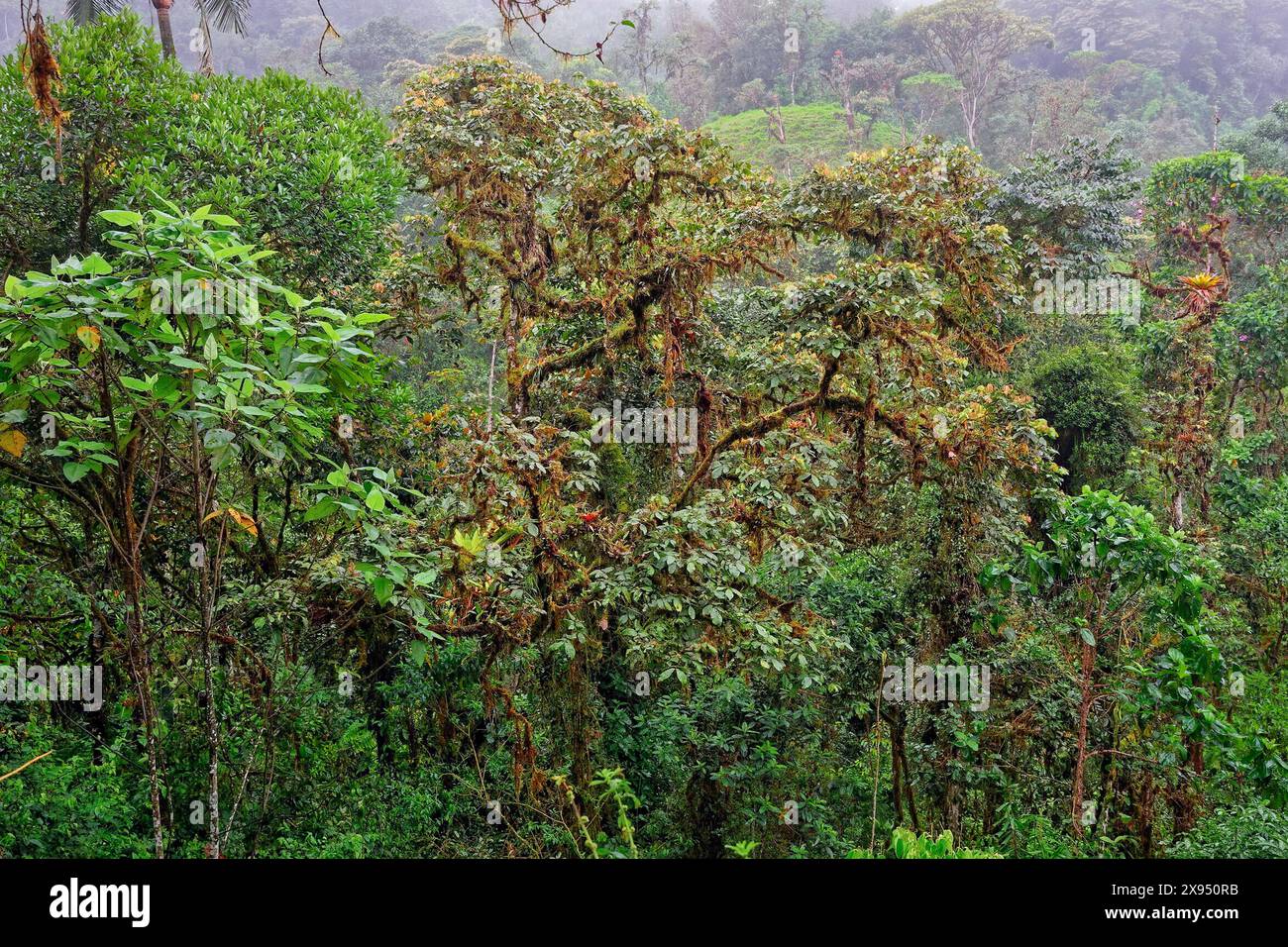 Tropical Rainforest Landscape in Ecuador, nature background Stock Photo ...