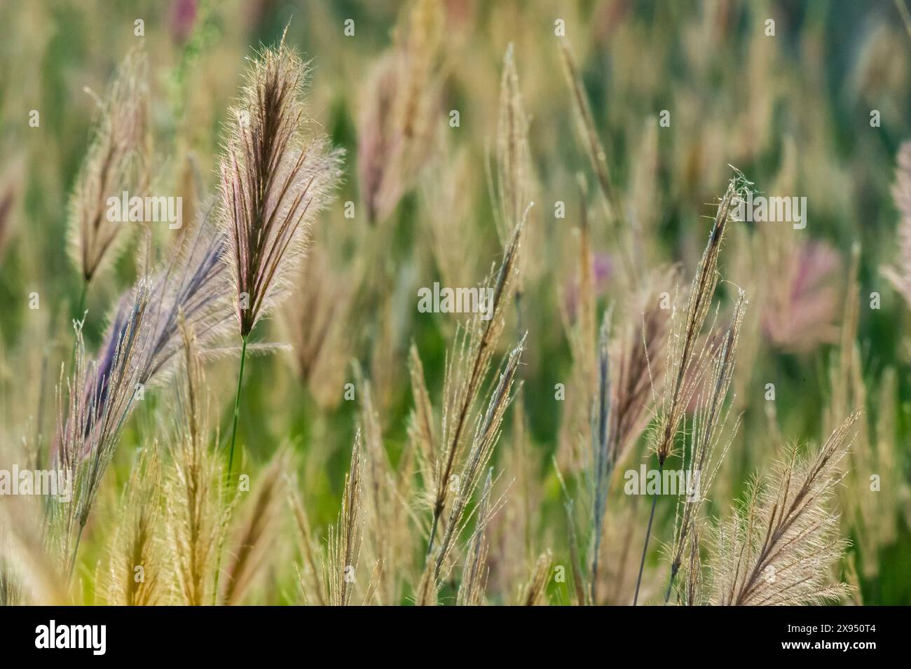 Red oat grass (Themeda triandra), Tsavo, Kenya Stock Photo - Alamy