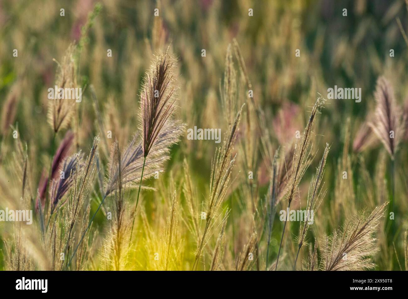 Red oat grass hi-res stock photography and images - Alamy