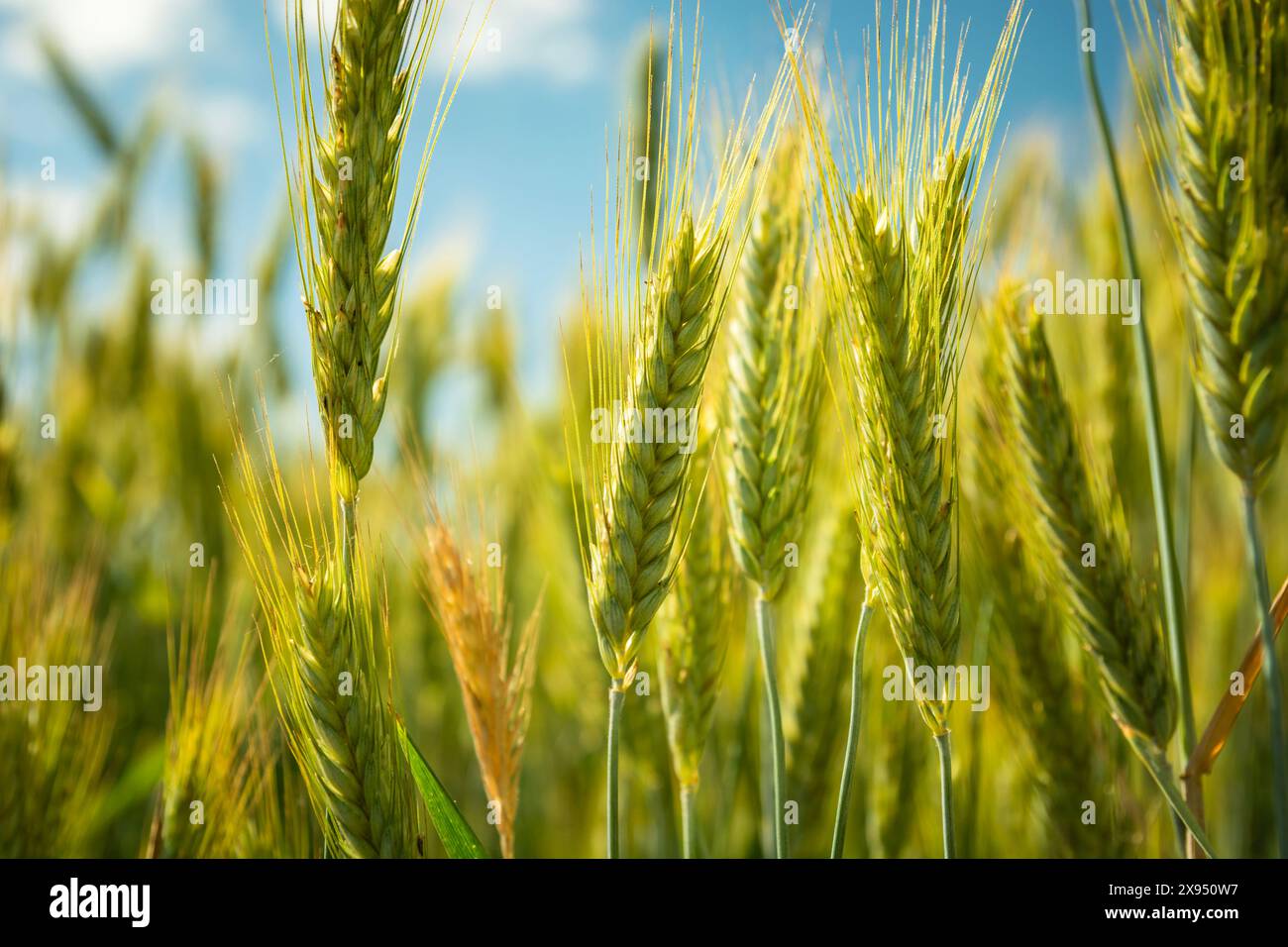 Triticale hybrid wheat rye corn hi-res stock photography and images - Alamy