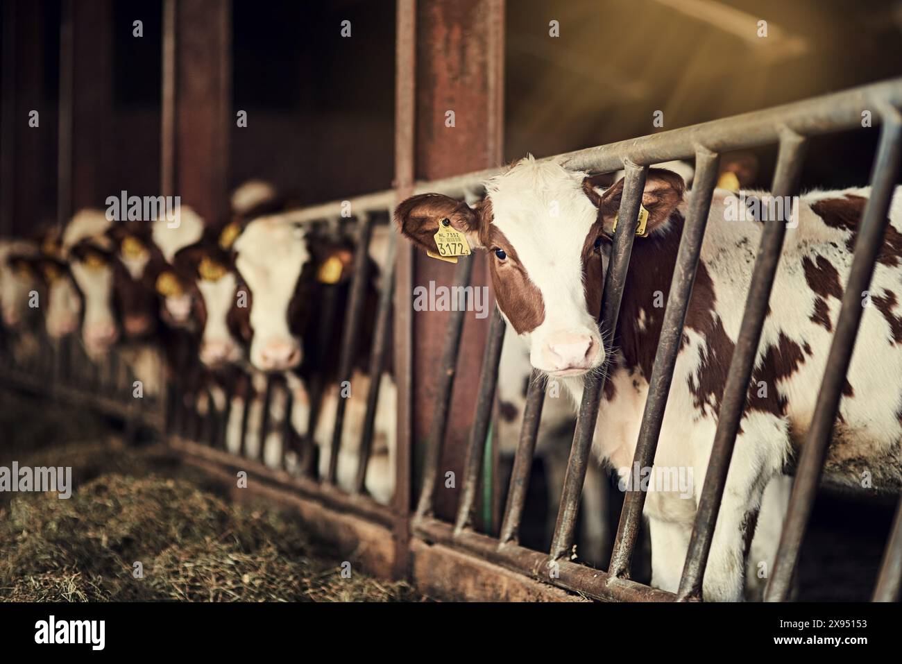 Cattle farm, gate and cow pen in barn for dairy animals, sustainable ...
