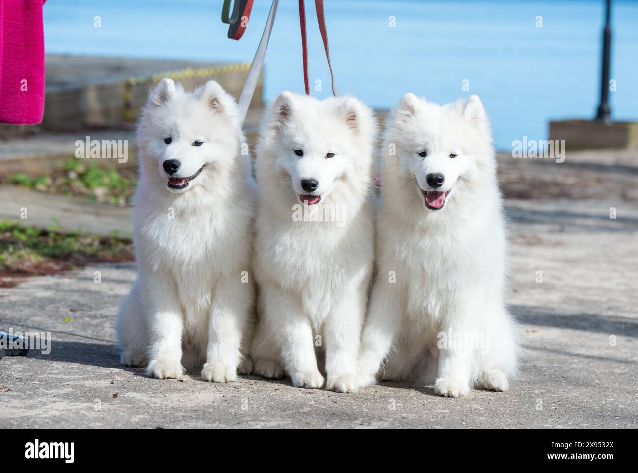 Funny three Young White Samoyed Dog in park, Sammy are sitting near ...