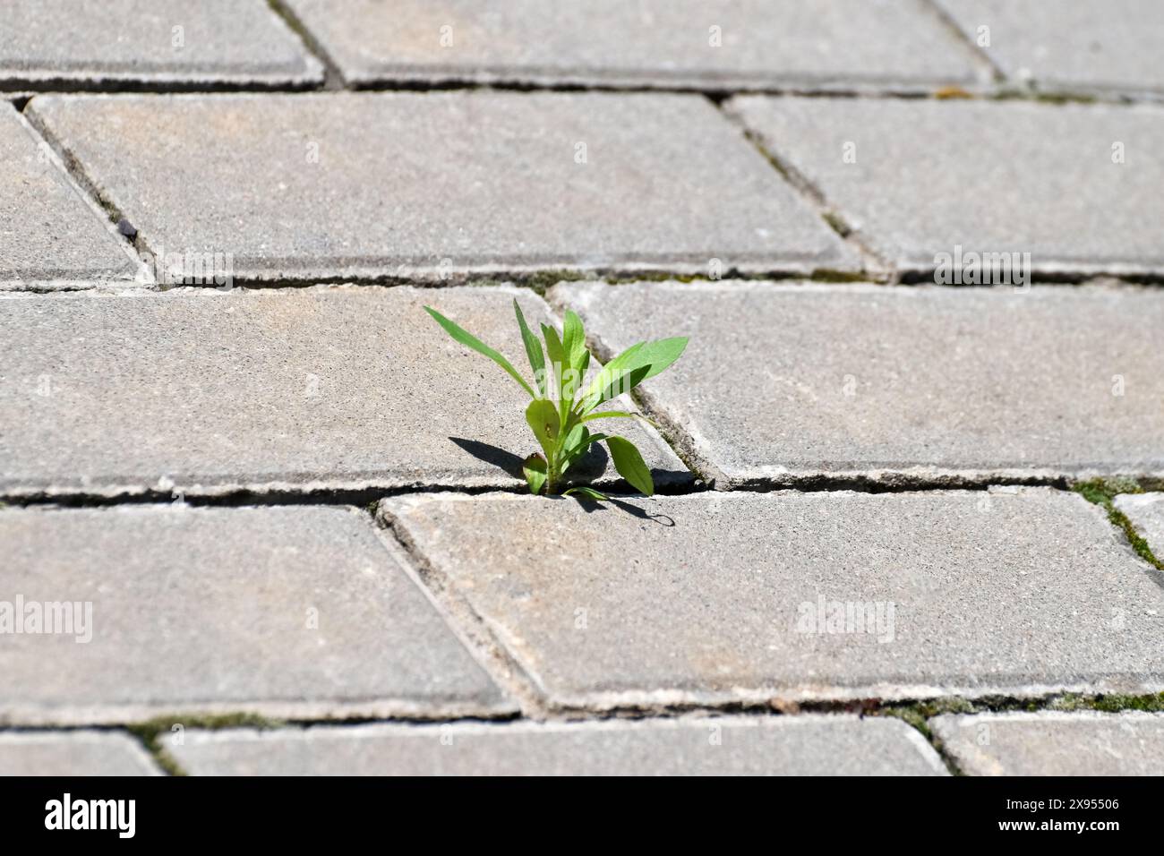 A small sprout makes its way to freedom among the stone pavement Stock ...