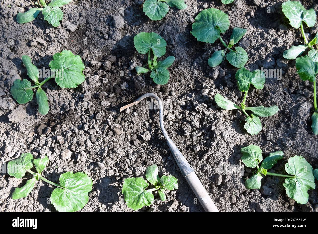 Loosening soil and weeding seedlings with a hand hoe in the garden ...