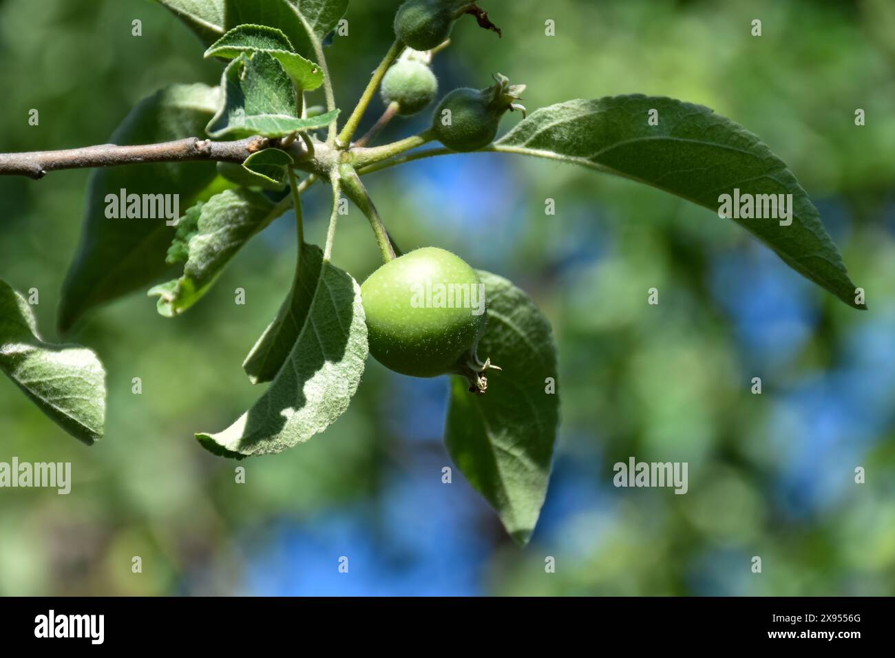 Local orchard hi-res stock photography and images - Alamy