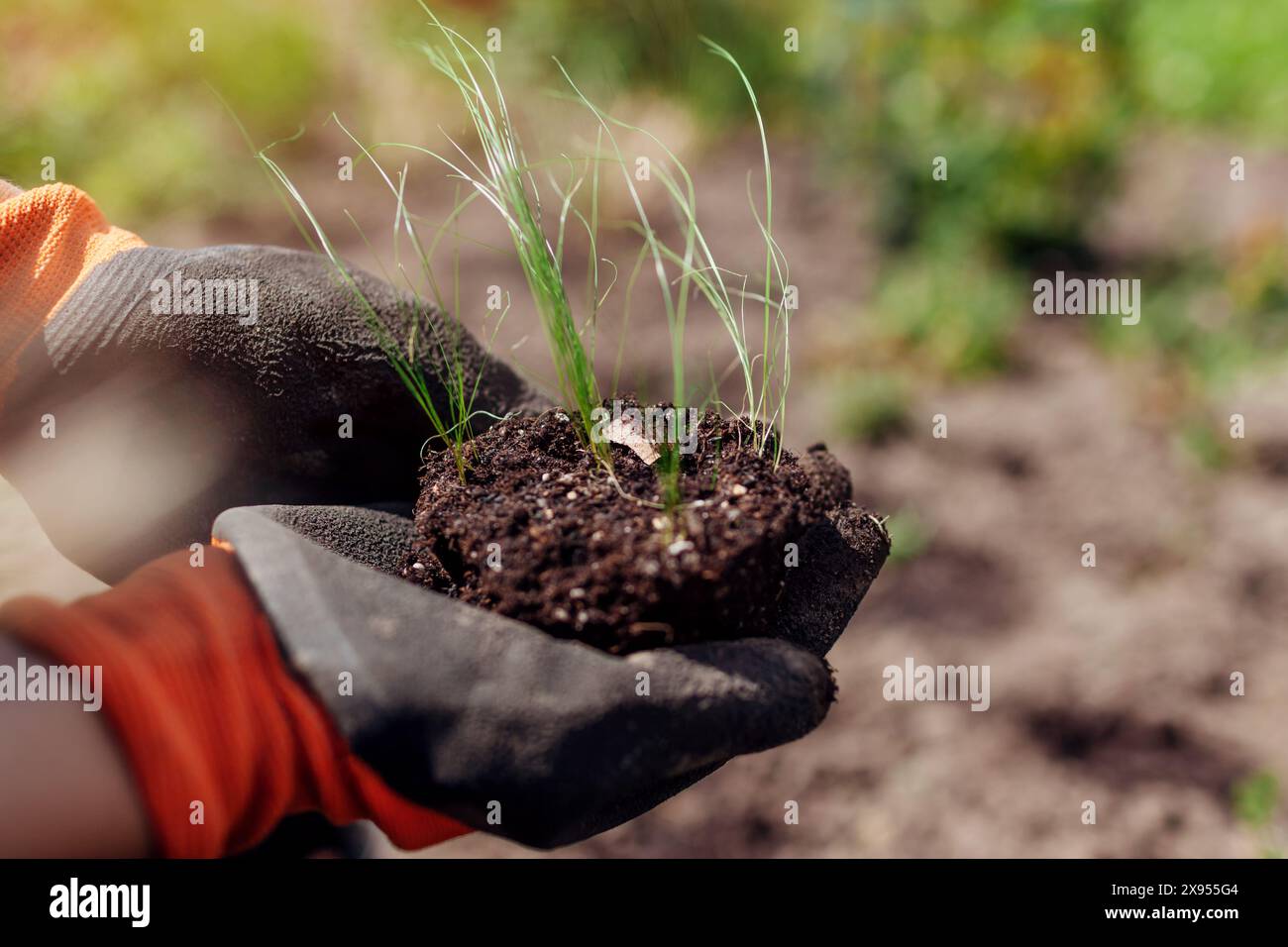 Pony tails grass grown from seed. Transplanting Nassella tenuissima in ...