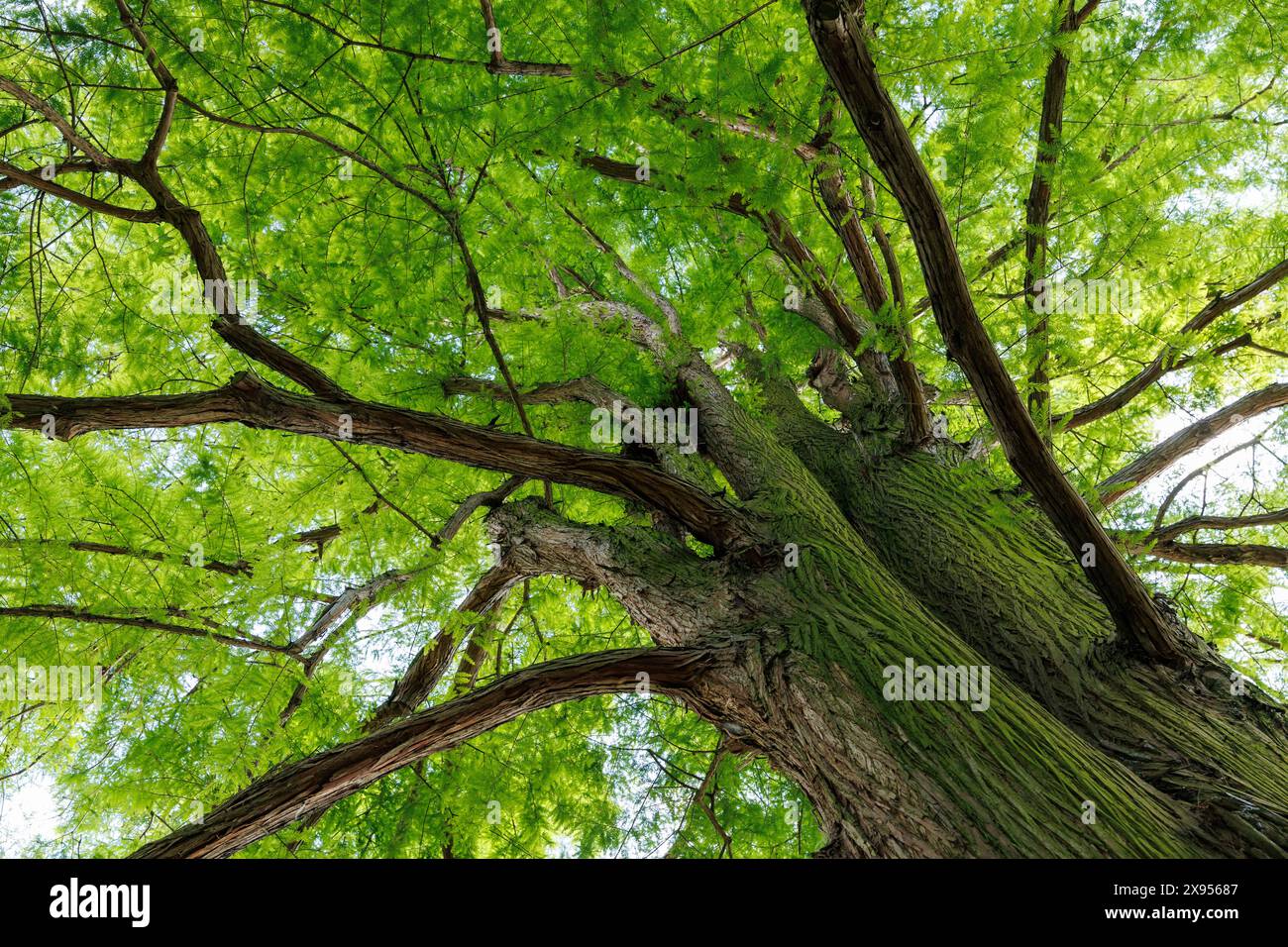 swamp cypress (Taxodium distichum) in the Flora, the Botanical Garden ...