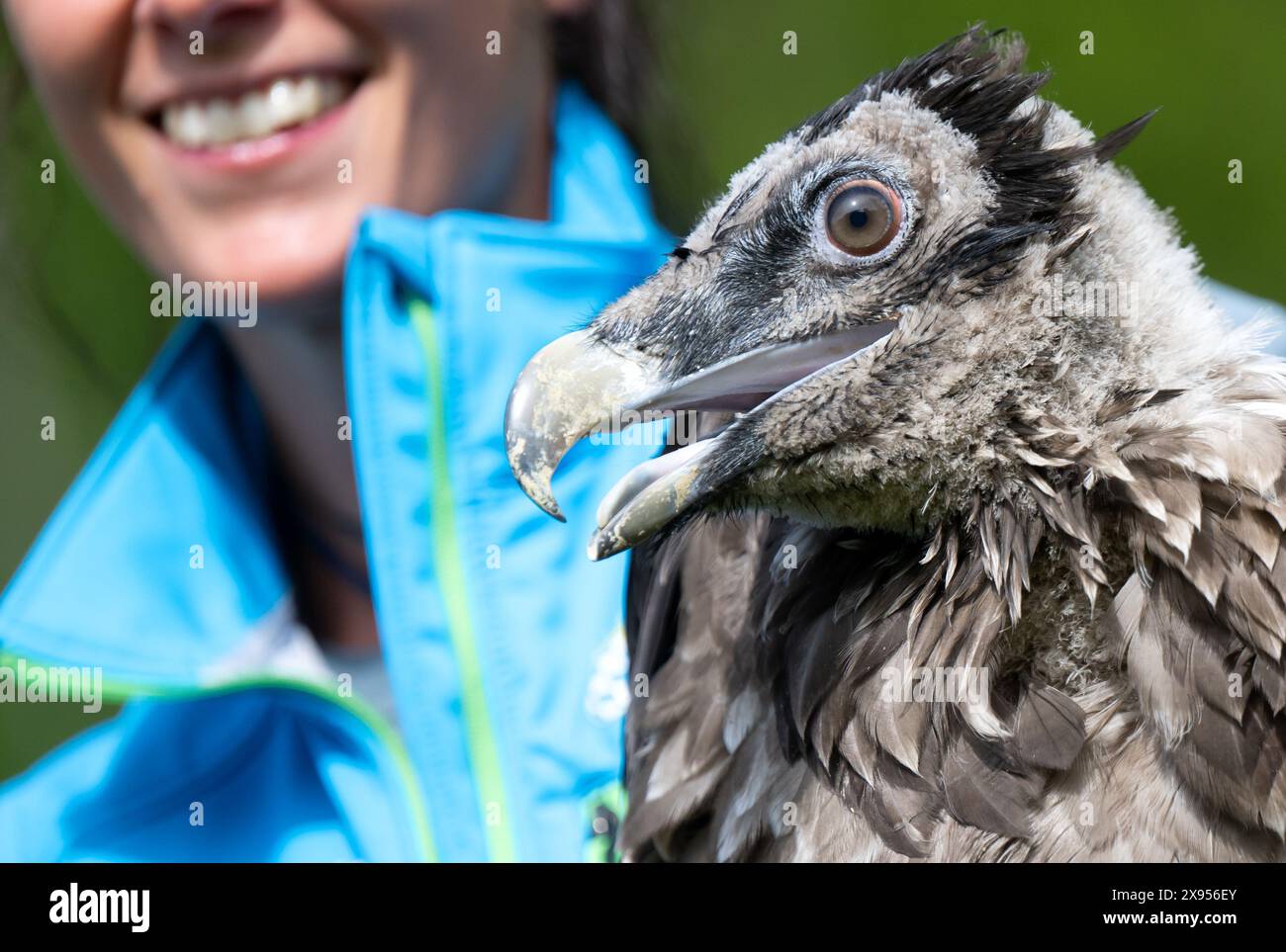 29 May 2024, Bavaria, Ramsau bei Berchtesgaden: An employee in ...