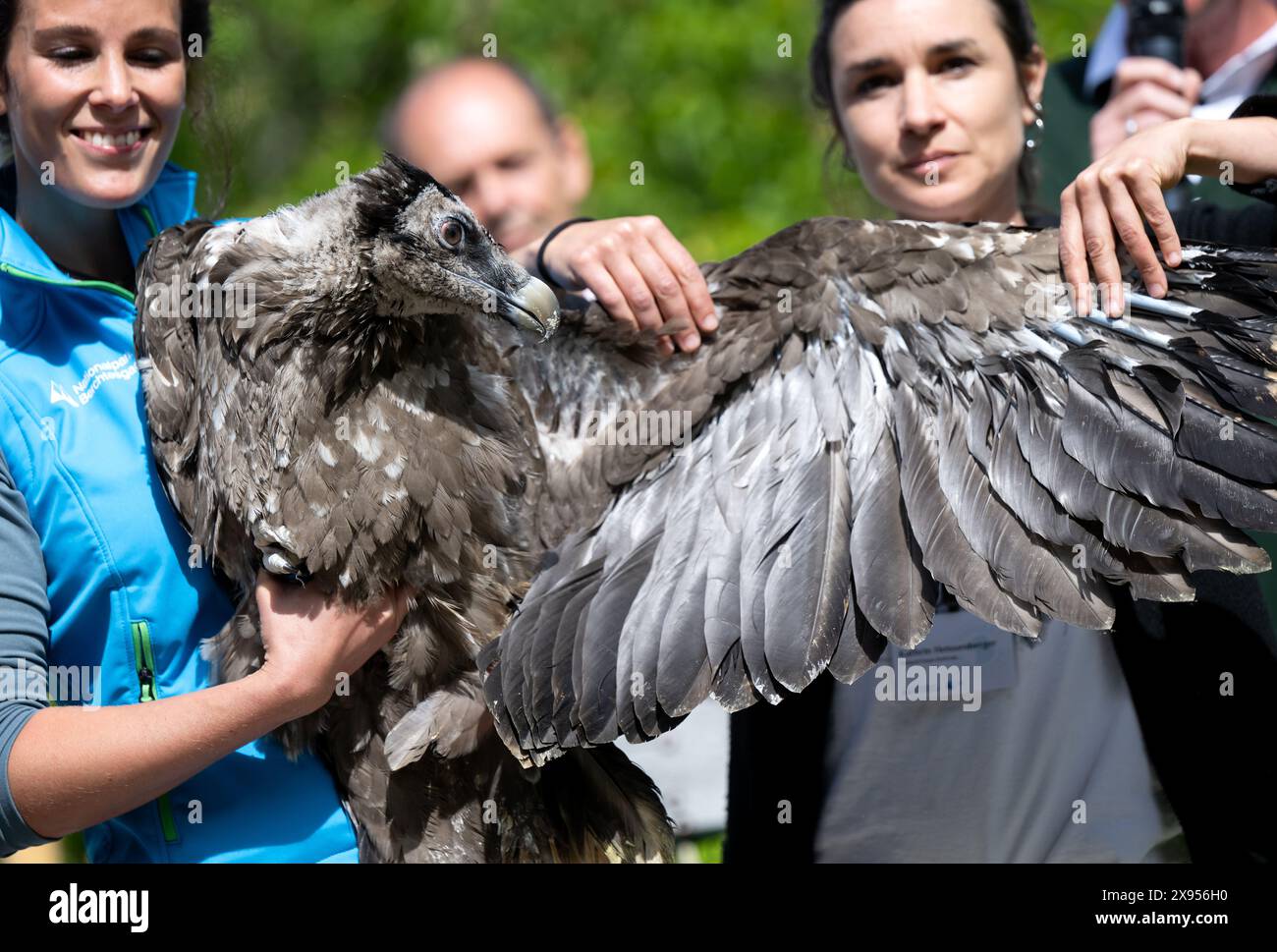 Ramsau Bei Berchtesgaden, Germany. 29th May, 2024. Staff at ...