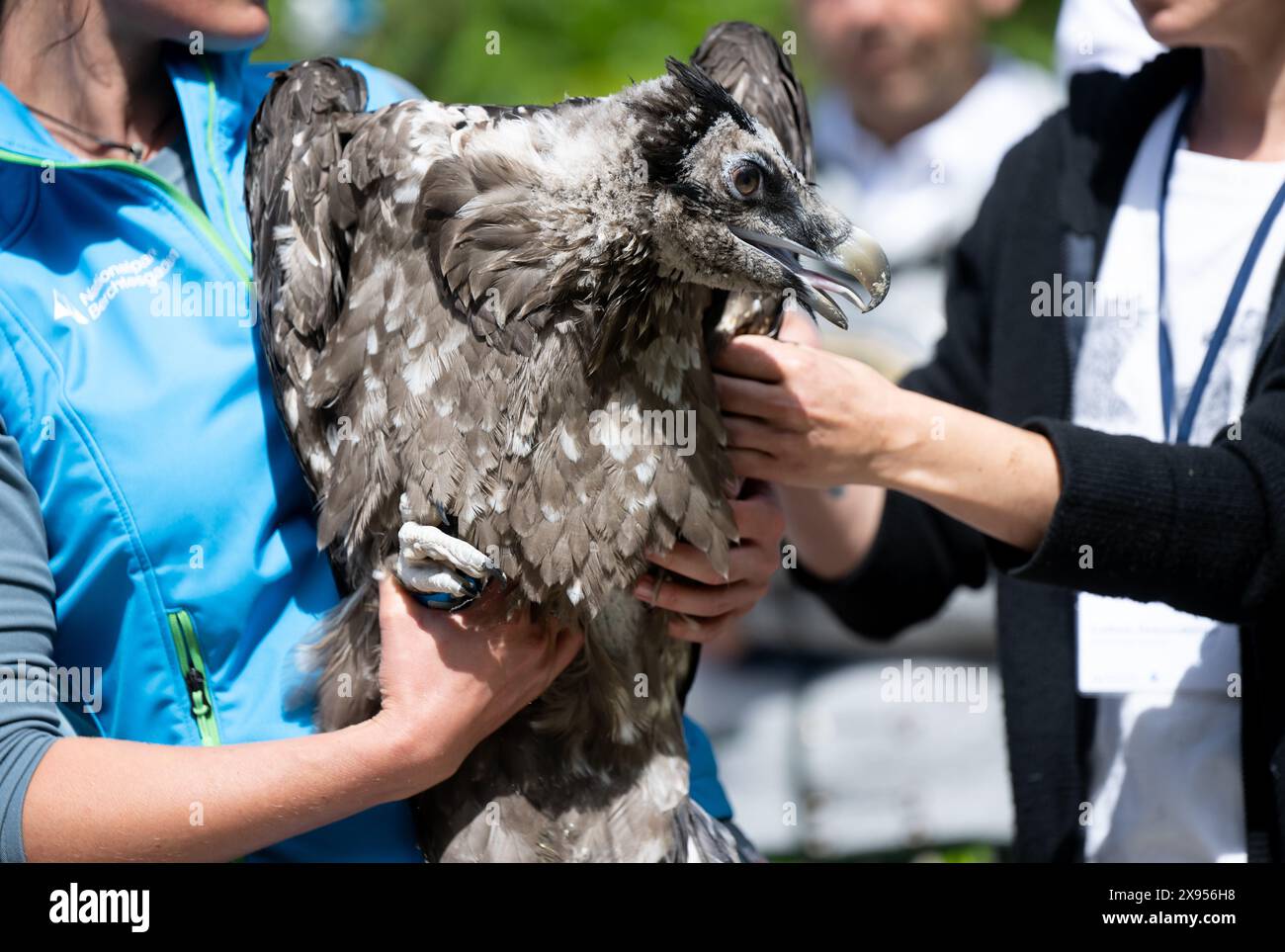 29 May 2024, Bavaria, Ramsau bei Berchtesgaden: An employee in ...