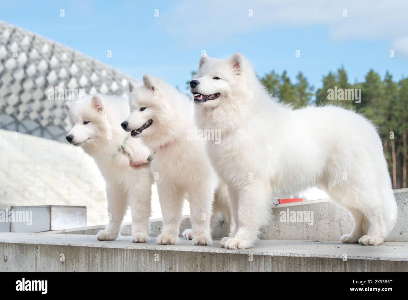 Funny three Young White Samoyed Dog in stadium park, happiness and ...