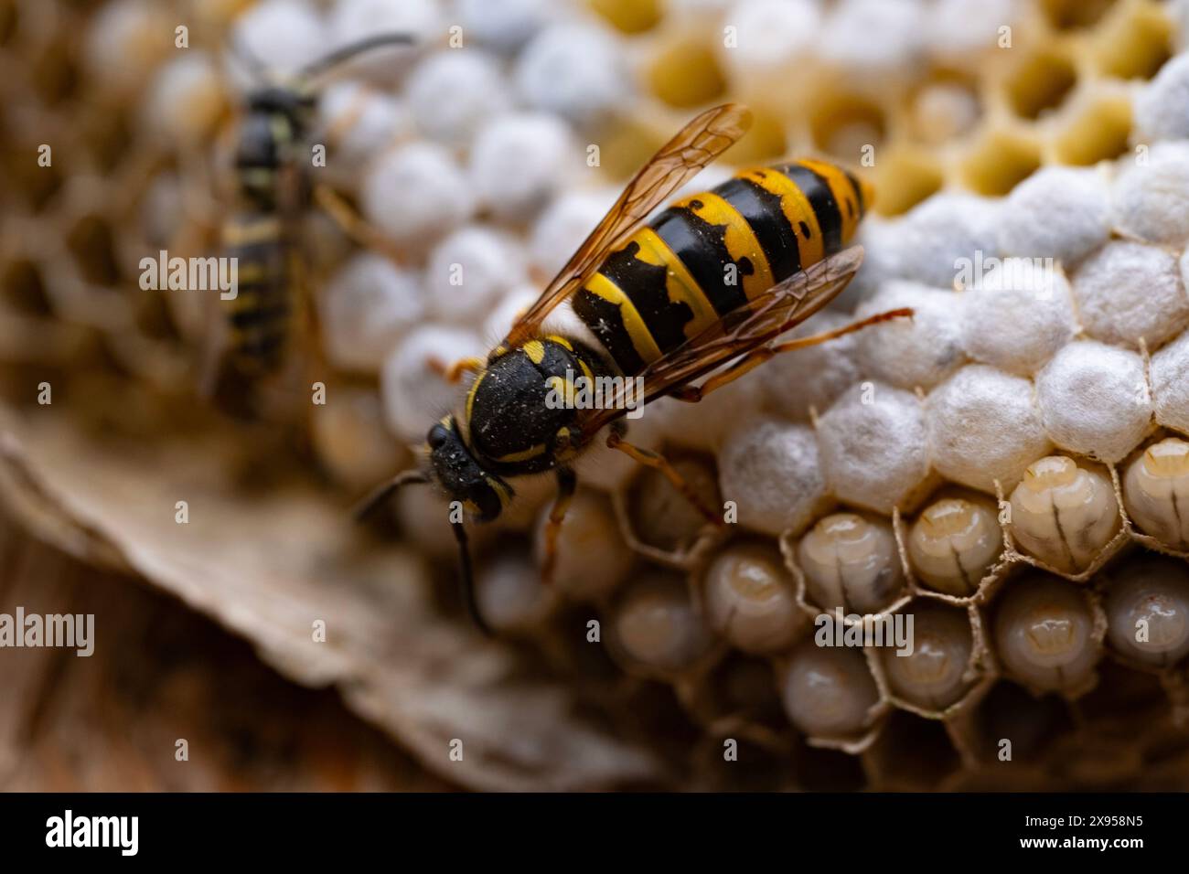Close-up colony yellow wasps, Vespula vulgaris building honeycombs ...