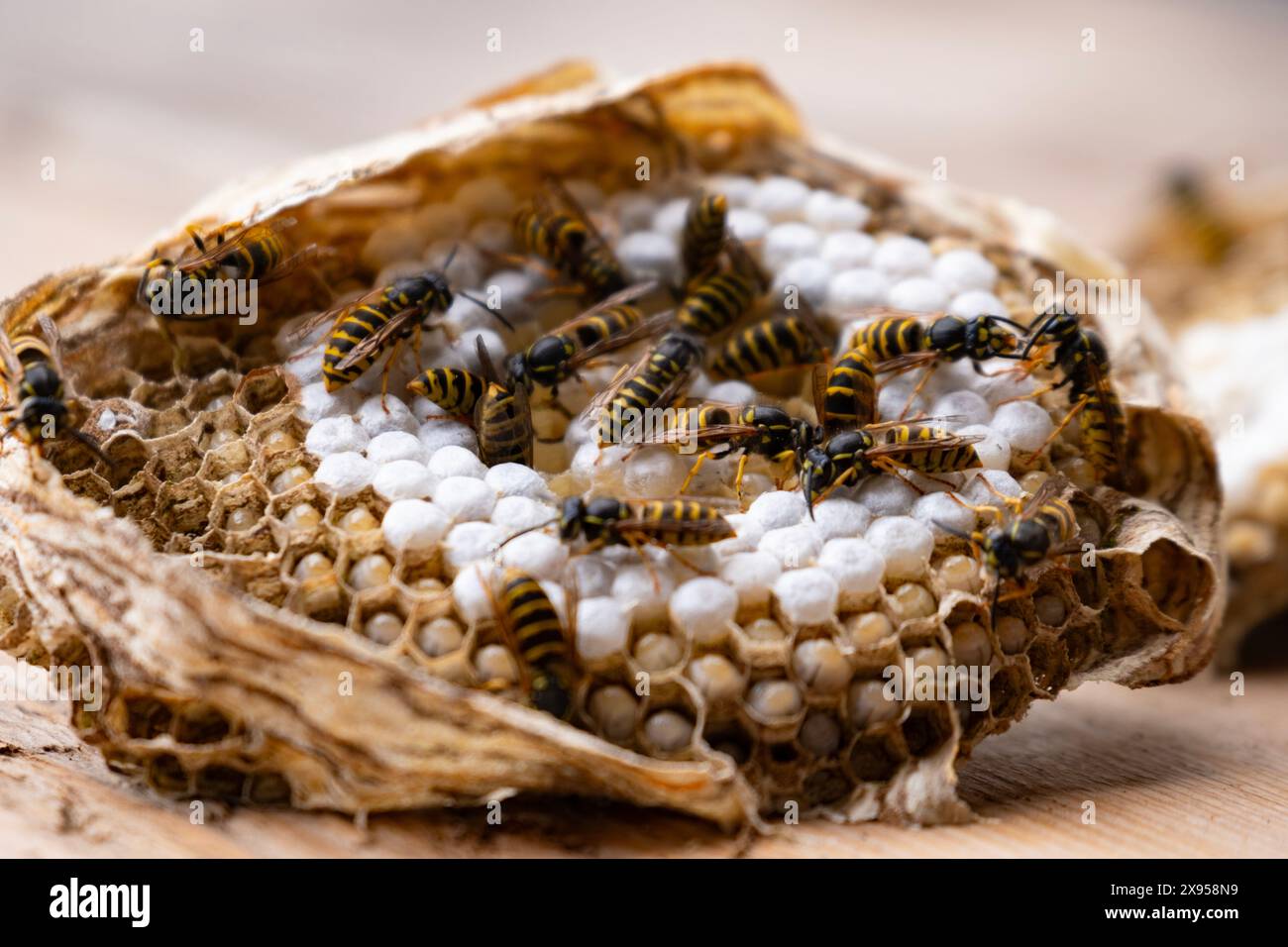 swarm Vespula vulgaris wasps in honeycomb, posing safety hazard to ...