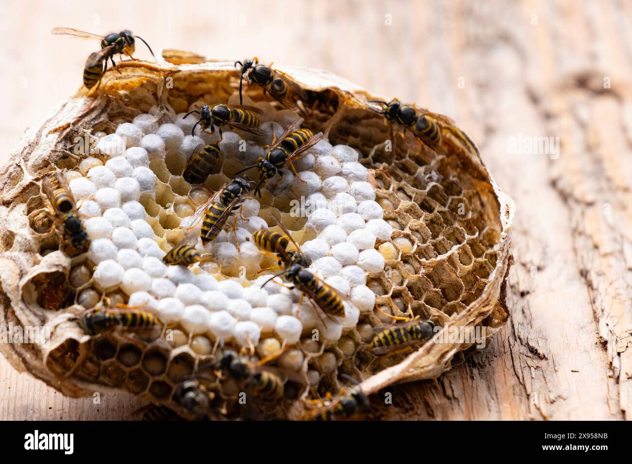 swarm Vespula vulgaris wasps in honeycomb, posing safety hazard to ...