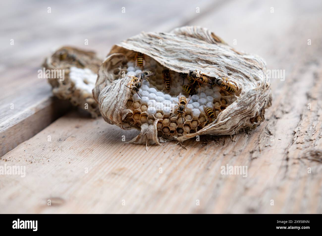 swarm Vespula vulgaris wasps in honeycomb, posing safety hazard to ...