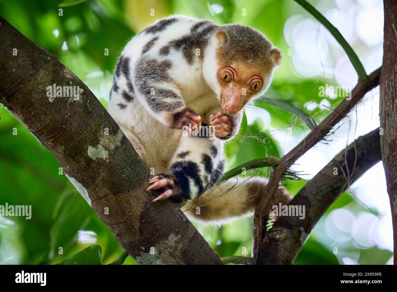 Waigeou cuscus or Waigeou spotted cuscus (Spilocuscus papuensis), Raja ...