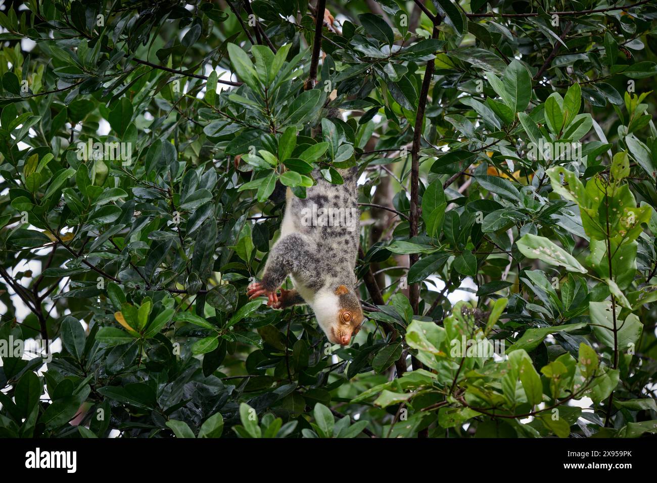 Waigeou cuscus or Waigeou spotted cuscus (Spilocuscus papuensis), Raja ...