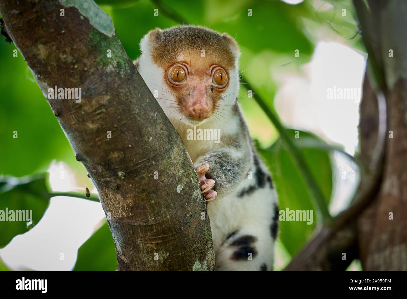 Waigeou cuscus or Waigeou spotted cuscus (Spilocuscus papuensis), Raja ...
