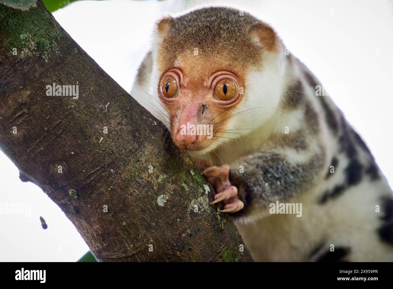 Waigeou cuscus or Waigeou spotted cuscus (Spilocuscus papuensis), Raja ...