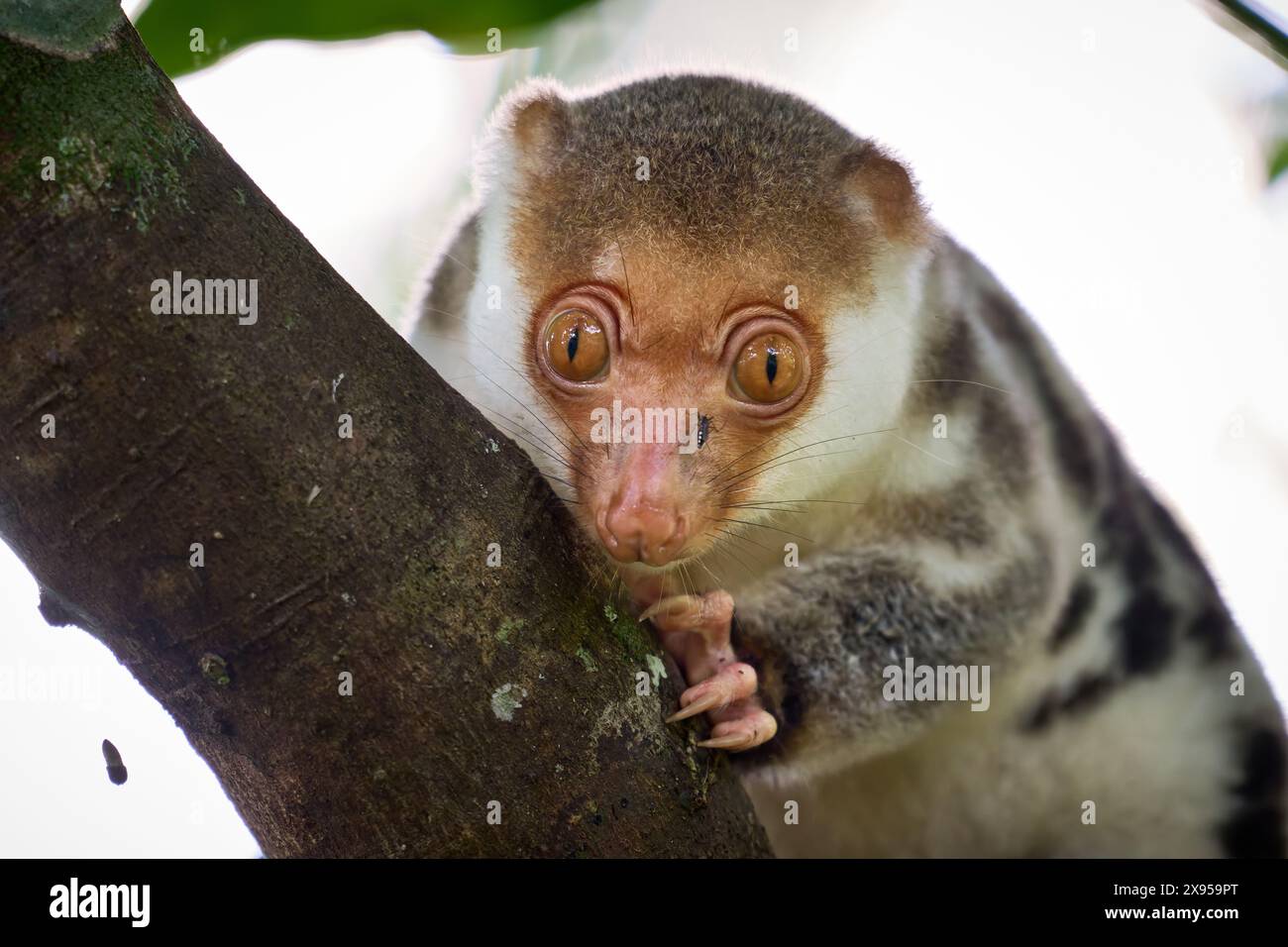 Waigeou cuscus or Waigeou spotted cuscus (Spilocuscus papuensis), Raja ...