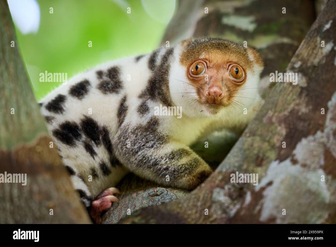 Waigeou cuscus or Waigeou spotted cuscus (Spilocuscus papuensis), Raja ...