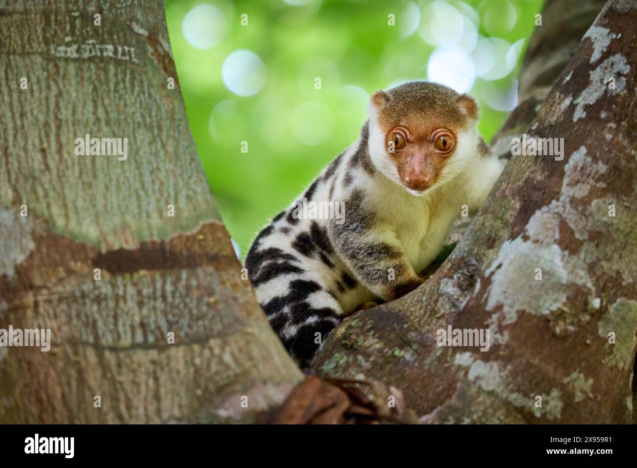 Waigeou cuscus or Waigeou spotted cuscus (Spilocuscus papuensis), Raja ...