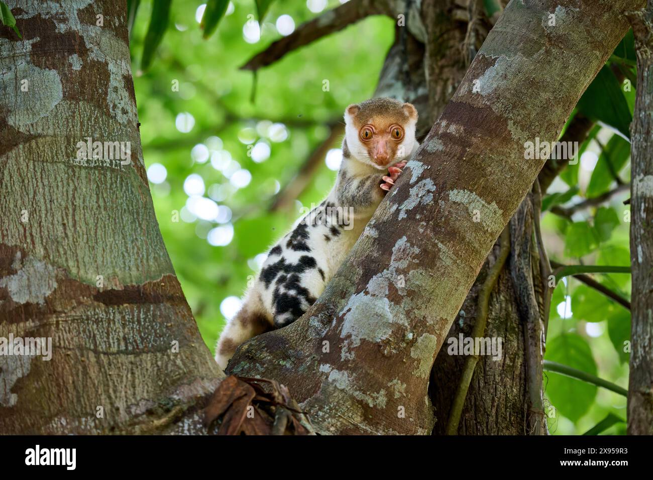 Waigeou cuscus or Waigeou spotted cuscus (Spilocuscus papuensis), Raja ...