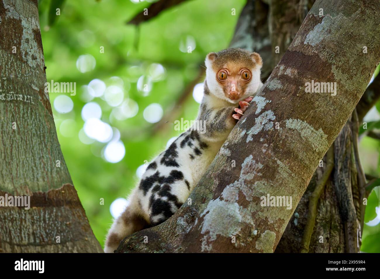 Waigeou cuscus or Waigeou spotted cuscus (Spilocuscus papuensis), Raja ...