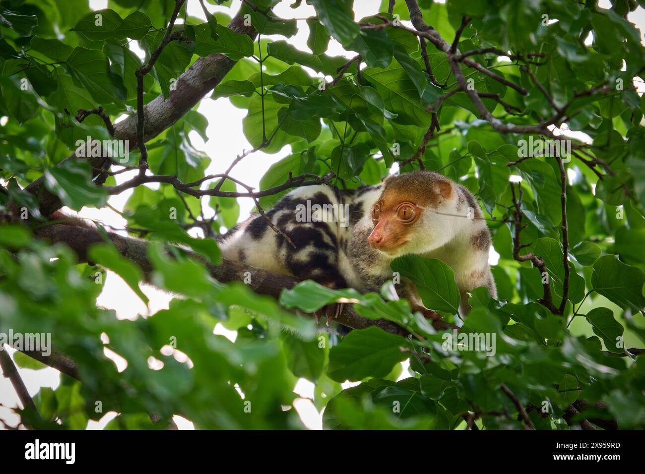 Waigeou cuscus or Waigeou spotted cuscus (Spilocuscus papuensis), Raja ...