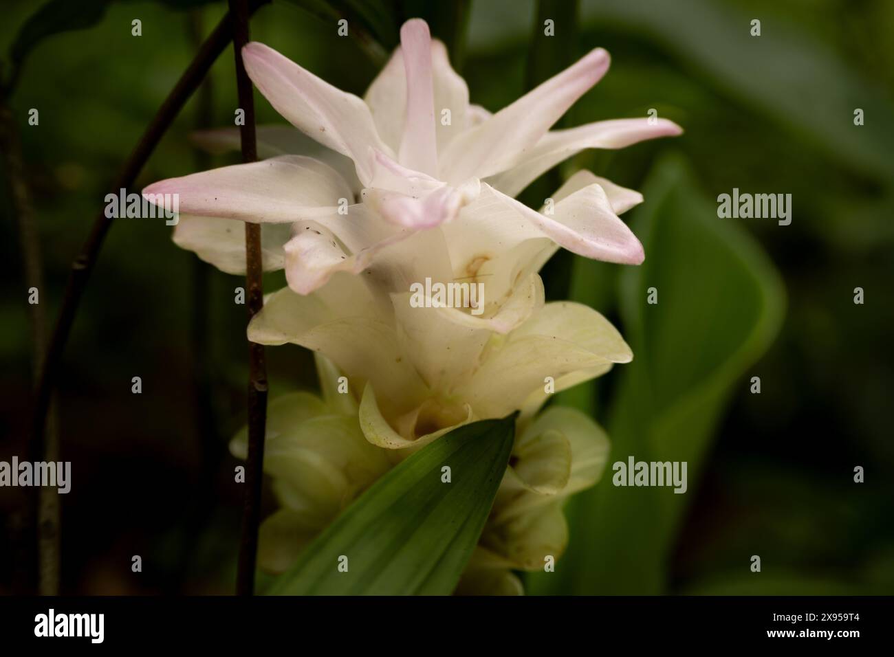 Curcuma sessile, also known as the Siam tulip, is a small, deciduous ...