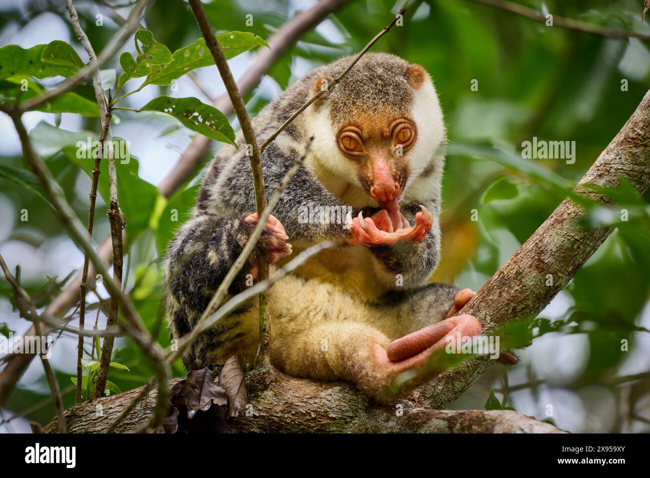 Waigeou cuscus or Waigeou spotted cuscus (Spilocuscus papuensis), Raja ...