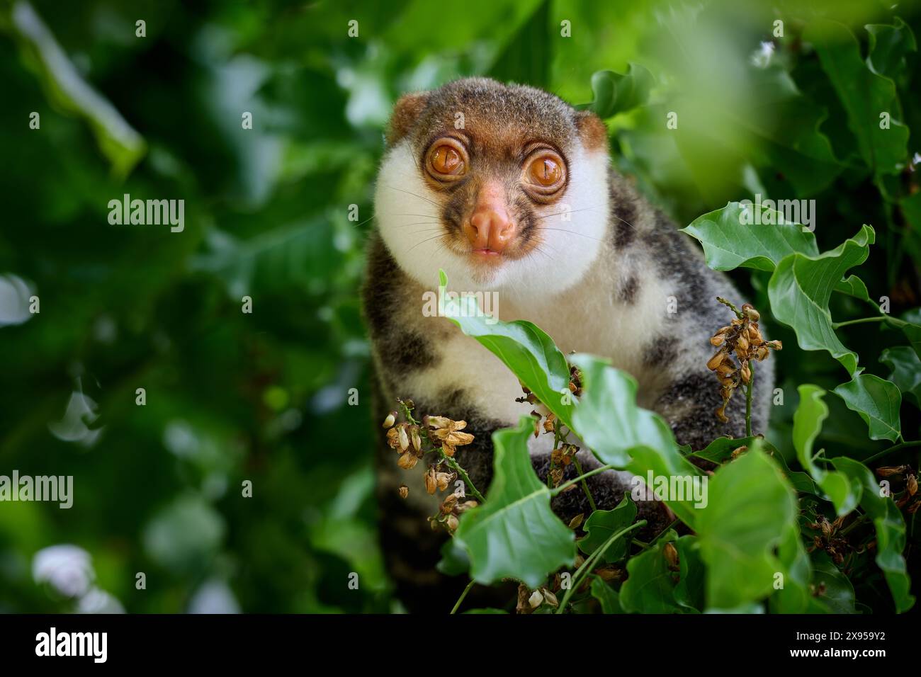 Waigeou cuscus or Waigeou spotted cuscus (Spilocuscus papuensis), Raja ...