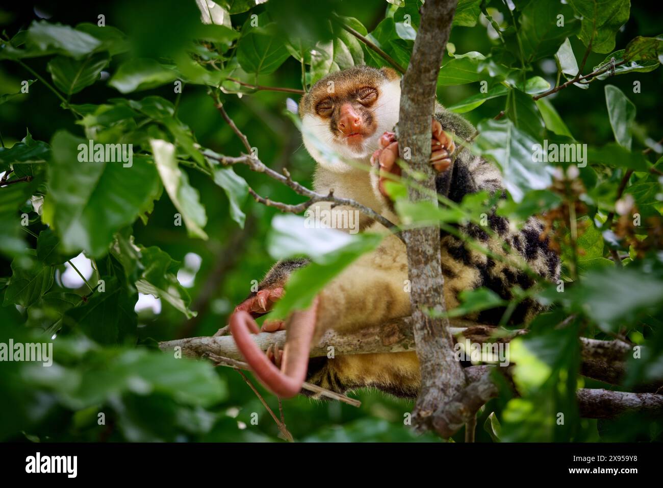 Waigeou cuscus or Waigeou spotted cuscus (Spilocuscus papuensis), Raja ...