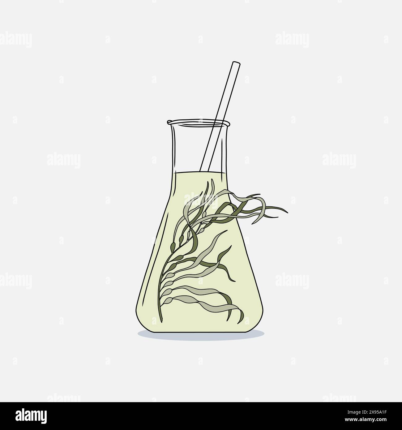 Hand drawn Erlenmeyer flask filled Giant kelp (Macrocystis pyrifera ...