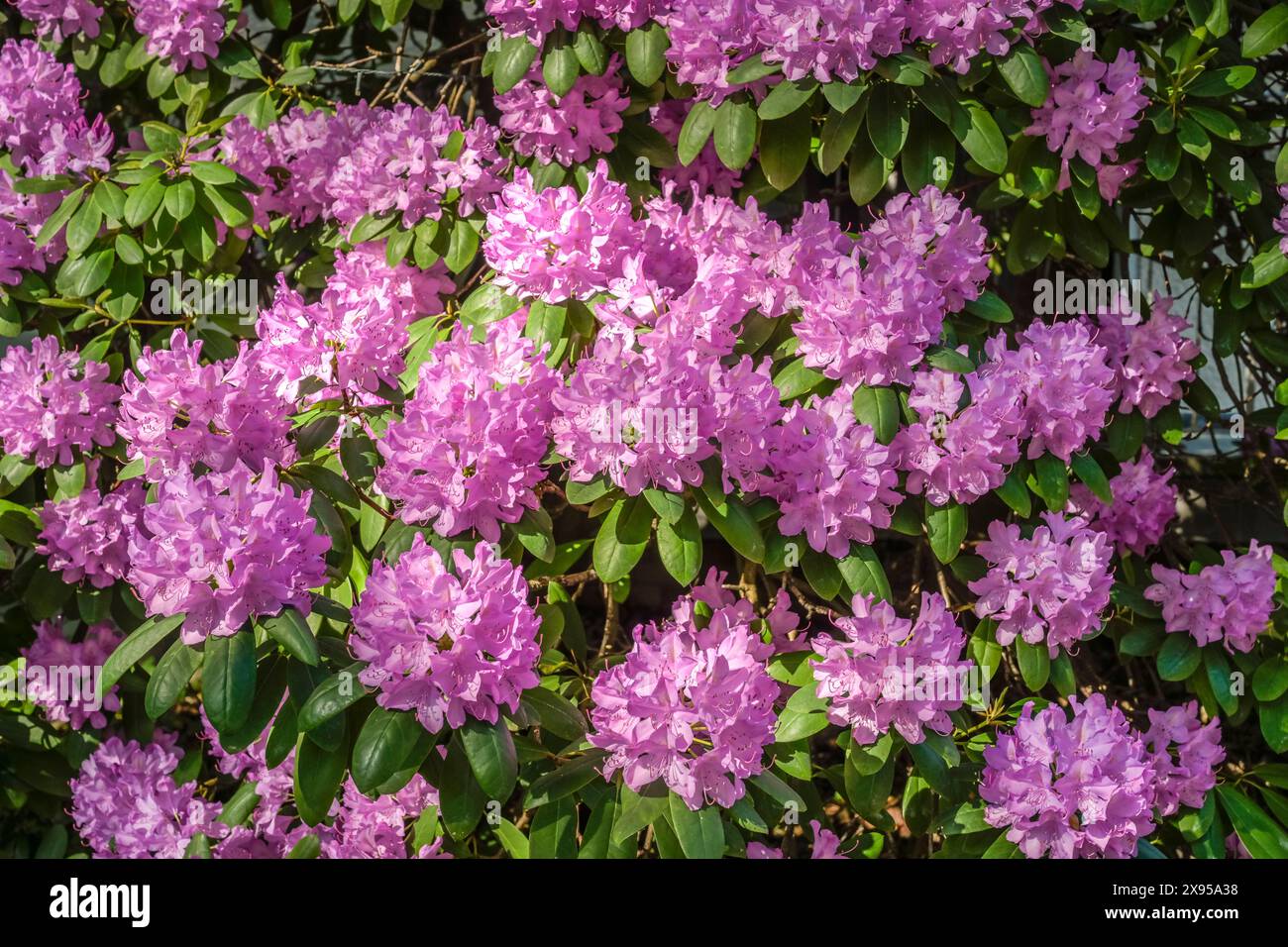 Rhododendron flower, Berlin, Germany, Blüte Rhododendron, Berlin ...