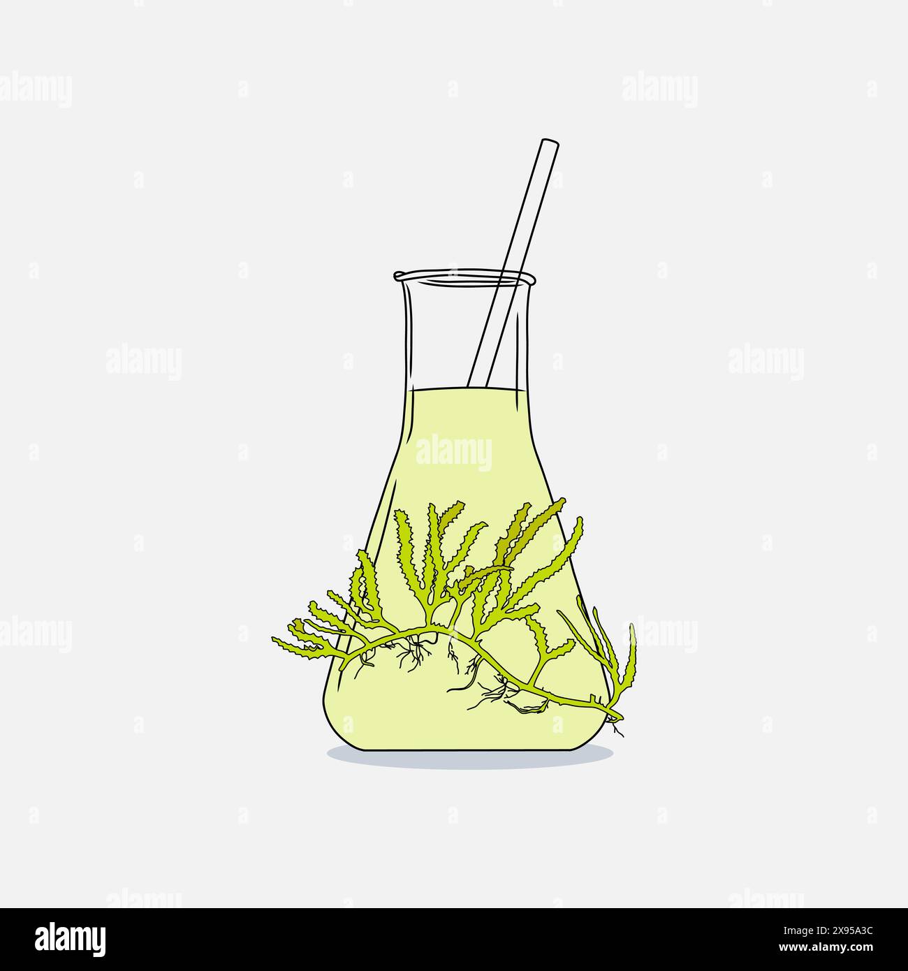 Hand drawn Erlenmeyer flask filled green antler shaped seaweed ...